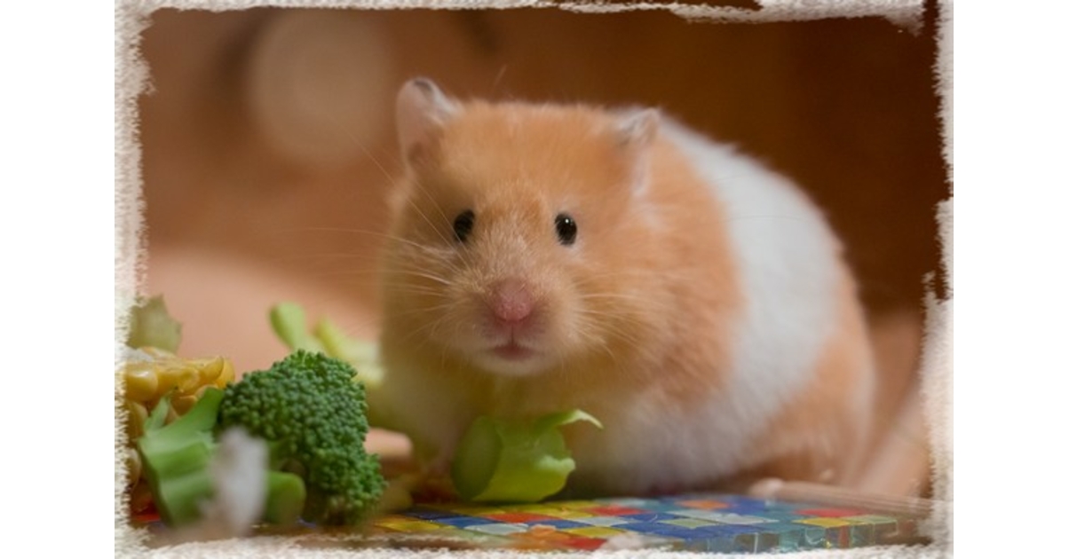 Je veux adopter un hamster - Petits Compagnons Je veux adopter un hamster - Petits Compagnons